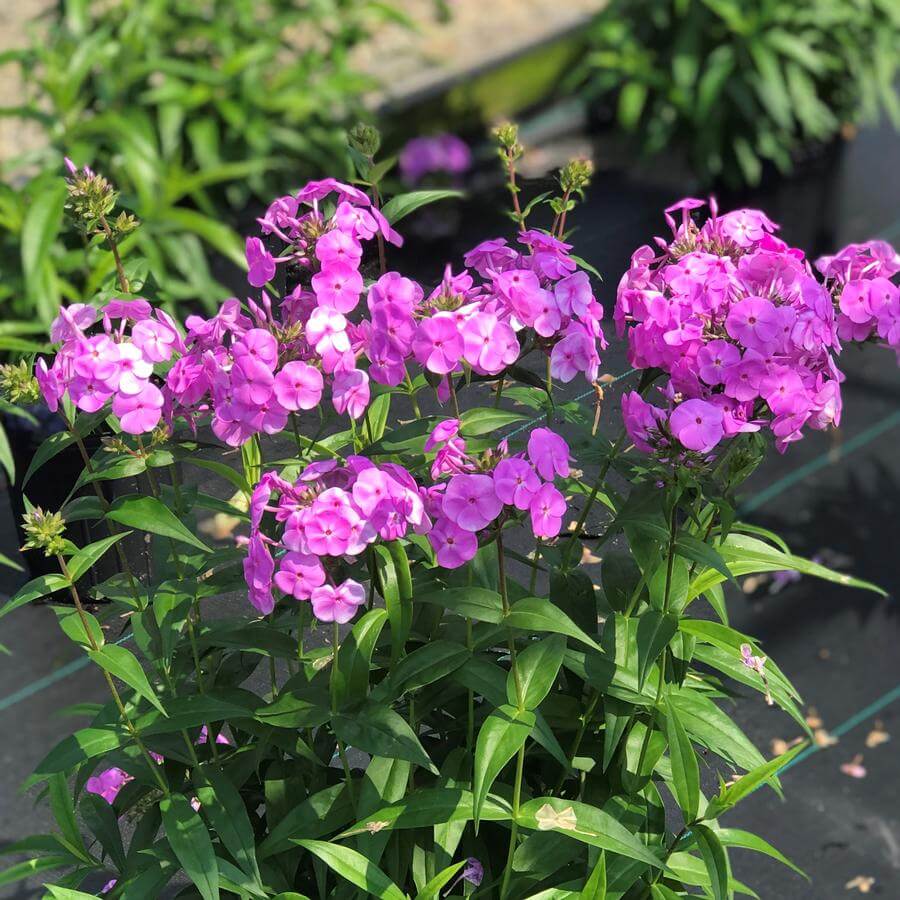 Woodland Phlox Flamingo | Olde Garden Shack
